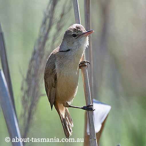 Australian Reed-Warbler | About Tasmania