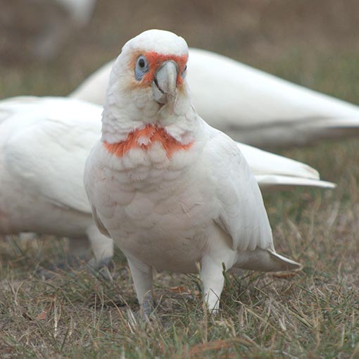 Long-billed Corella | About Tasmania