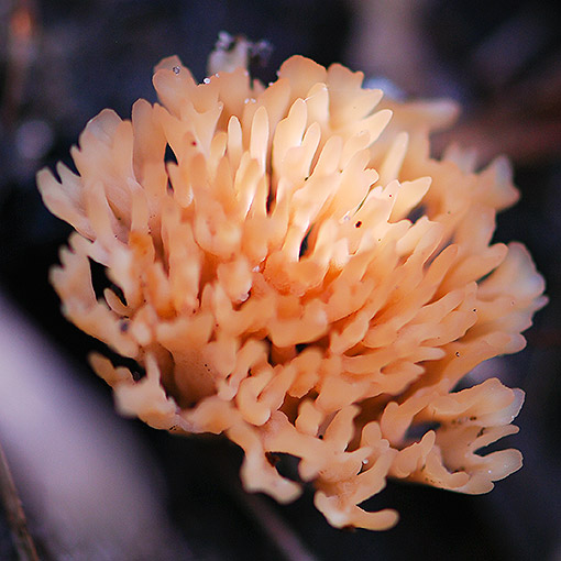 Aphelaria sp. | About Tasmania