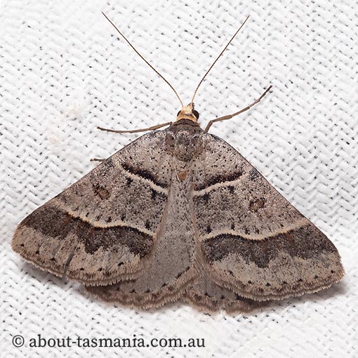 Antasia flavicapitata | About Tasmania