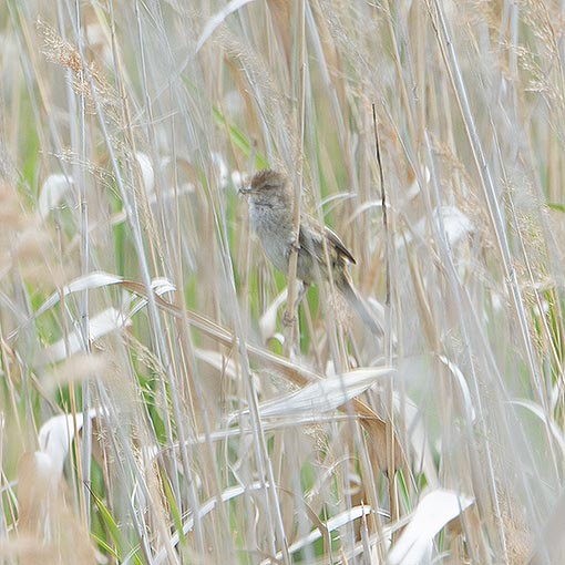 Little Grassbird | About Tasmania