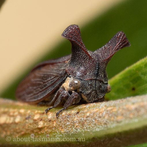 Ceraon tasmaniae | About Tasmania