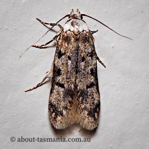 Endrosis sarcitrella | About Tasmania
