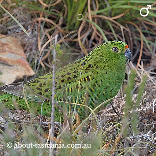 Eastern Ground Parrot | About Tasmania