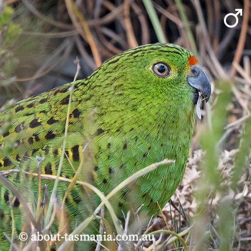 Eastern Ground Parrot | About Tasmania